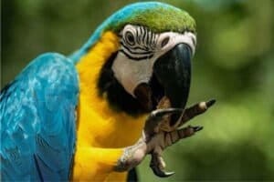 Birds Feet (Anatomy, Types & Fun Facts) - Nature Roamer