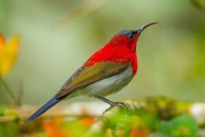 Bird Beaks (Anatomy, Types & Unique Ones) - Nature Roamer