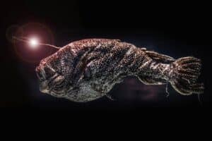 Deep-Sea Creatures & Their Unique Adaptations - Nature Roamer