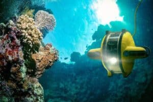 Deep-Sea Creatures & Their Unique Adaptations - Nature Roamer