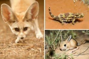 Desert-Dwelling Animal Adaptations - Nature Roamer