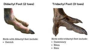 Birds Feet (Anatomy, Types & Fun Facts) - Nature Roamer