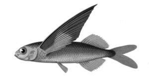 Flying Fish (How they Developed this Ability & Species) - Nature Roamer