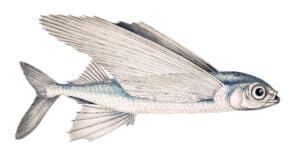 Flying Fish (How they Developed this Ability & Species) - Nature Roamer