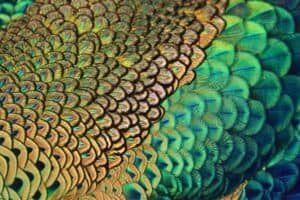 Bird Feathers (Structure, Types, Uses & Fun Facts) - Nature Roamer