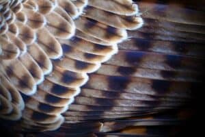 Bird Feathers (Structure, Types, Uses & Fun Facts) - Nature Roamer