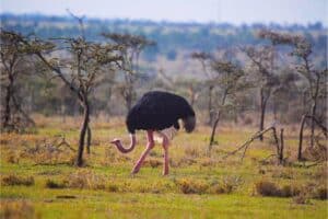 Flightless Birds (Species, Characteristics & Fun Facts) - Nature Roamer