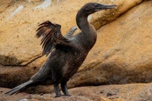 Flightless Birds (Species, Characteristics & Fun Facts) - Nature Roamer