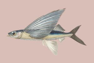 Flying Fish (How they Developed this Ability & Species) - Nature Roamer