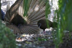 Birds with Elaborate Courtship & Mating Rituals - Nature Roamer