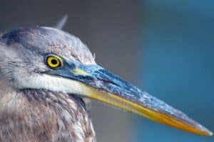 Bird Beaks (Anatomy, Types & Unique Ones) - Nature Roamer