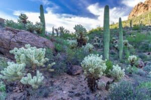 Adaptations of Desert Plants: Desert Survivors - Nature Roamer