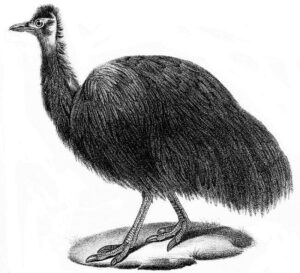 Flightless Birds (Species, Characteristics & Fun Facts) - Nature Roamer