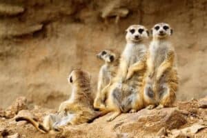 Desert-Dwelling Animal Adaptations - Nature Roamer