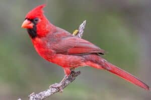 Bird Beaks (Anatomy, Types & Unique Ones) - Nature Roamer