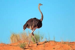 Flightless Birds (Species, Characteristics & Fun Facts) - Nature Roamer