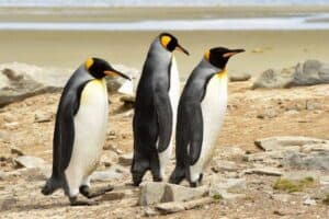 Flightless Birds (Species, Characteristics & Fun Facts) - Nature Roamer