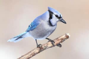 Birds Feet (Anatomy, Types & Fun Facts) - Nature Roamer