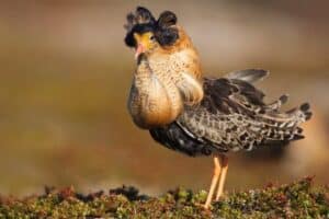Birds with Elaborate Courtship & Mating Rituals - Nature Roamer