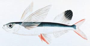 Flying Fish (How they Developed this Ability & Species) - Nature Roamer