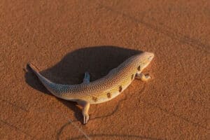 Desert-Dwelling Animal Adaptations - Nature Roamer