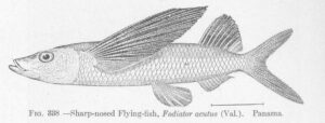 Flying Fish (How they Developed this Ability & Species) - Nature Roamer