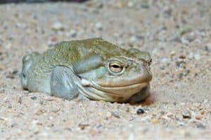 Desert-Dwelling Animal Adaptations - Nature Roamer