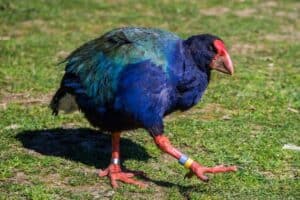 Flightless Birds (Species, Characteristics & Fun Facts) - Nature Roamer