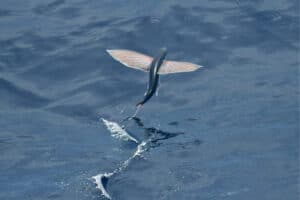Flying Fish (How they Developed this Ability & Species) - Nature Roamer
