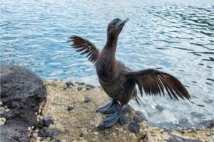 Flightless Birds (Species, Characteristics & Fun Facts) - Nature Roamer