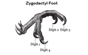 Birds Feet (Anatomy, Types & Fun Facts) - Nature Roamer