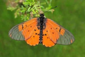 Symbiotic Relationships: Partnerships in Nature - Nature Roamer