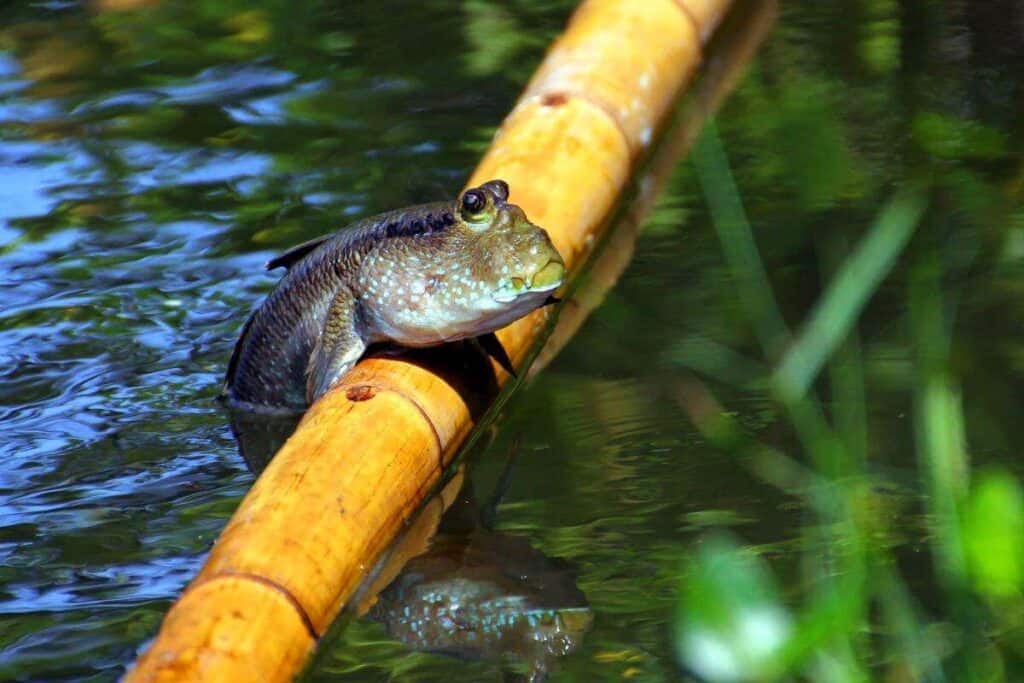 Sea Oddities: Exploring Unusual Fish Species - Nature Roamer