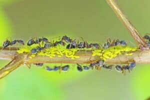 Symbiotic Relationships: Partnerships in Nature - Nature Roamer