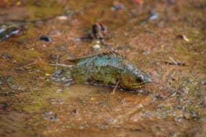 Amphibious Fish: Aquatic-Terrestrial Adaptors - Nature Roamer