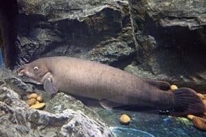 Electric Producing Fish That Can Give You a Shock - Nature Roamer