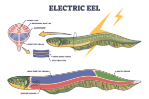 Electric Producing Fish That Can Give You a Shock - Nature Roamer