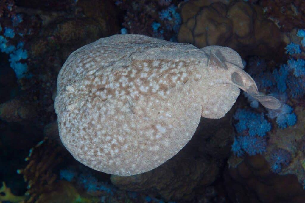 Electric Producing Fish That Can Give You a Shock - Nature Roamer