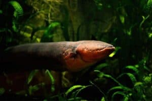 Electric Producing Fish That Can Give You a Shock - Nature Roamer