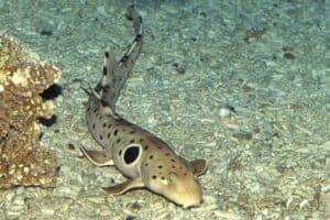 Amphibious Fish: Aquatic-Terrestrial Adaptors - Nature Roamer