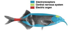 Electric Producing Fish That Can Give You a Shock - Nature Roamer