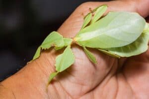 Stick & Leaf Insects: Masters of Disguise - Nature Roamer