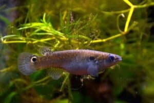 Amphibious Fish: Aquatic-Terrestrial Adaptors - Nature Roamer