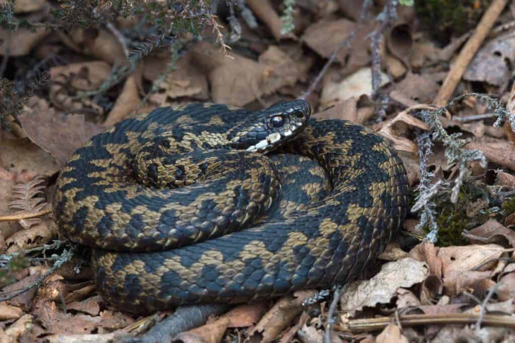 Native Snake Species in the United Kingdom - Nature Roamer