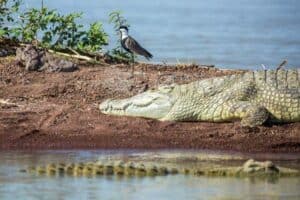 Symbiotic Relationships: Partnerships in Nature - Nature Roamer