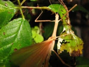 Stick & Leaf Insects: Masters of Disguise - Nature Roamer