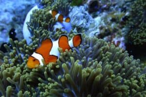 Symbiotic Relationships: Partnerships in Nature - Nature Roamer