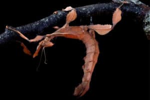 Stick & Leaf Insects: Masters of Disguise - Nature Roamer