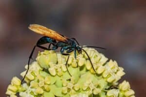 World’s Most Powerful Insect Stings & Bites - Nature Roamer
