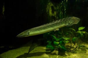 Amphibious Fish: Aquatic-Terrestrial Adaptors - Nature Roamer